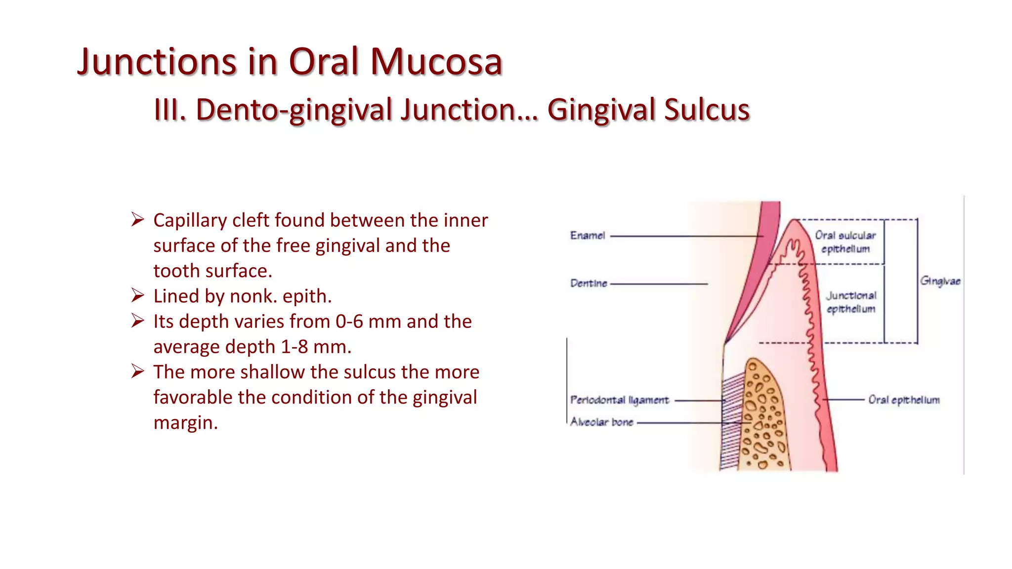 Junctions in oral mucosa | PPTX