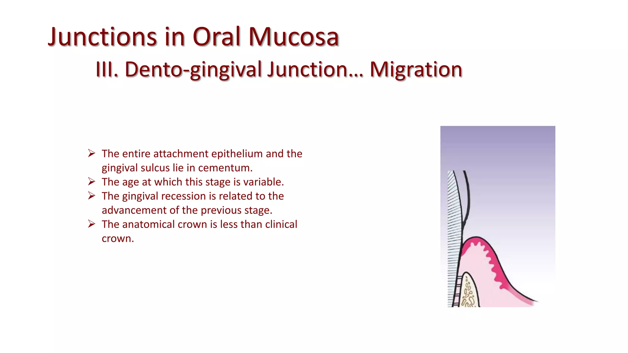 Junctions in oral mucosa | PPTX