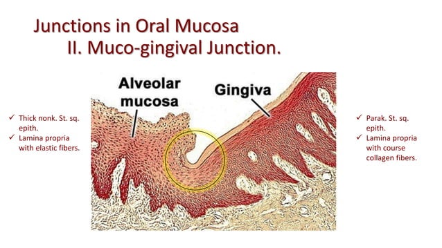 Junctions in oral mucosa | PPTX | Dental Health | Diseases and Conditions