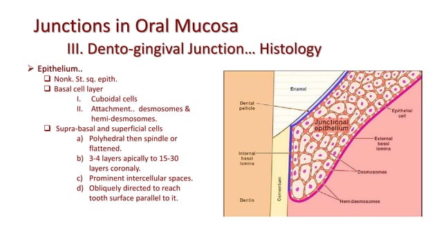 Junctions in oral mucosa | PPTX | Dental Health | Diseases and Conditions