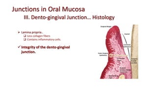 Junctions in oral mucosa | PPTX
