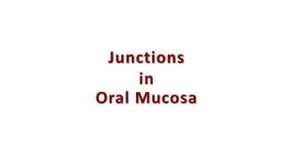Junctions in oral mucosa | PPTX