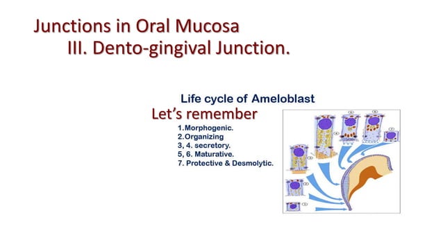 Junctions in oral mucosa | PPTX | Dental Health | Diseases and Conditions