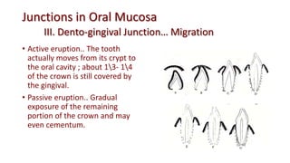 Junctions in oral mucosa | PPTX