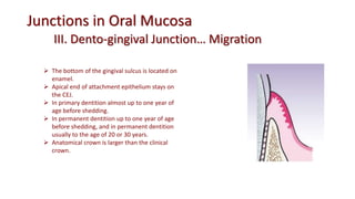 Junctions in oral mucosa | PPTX