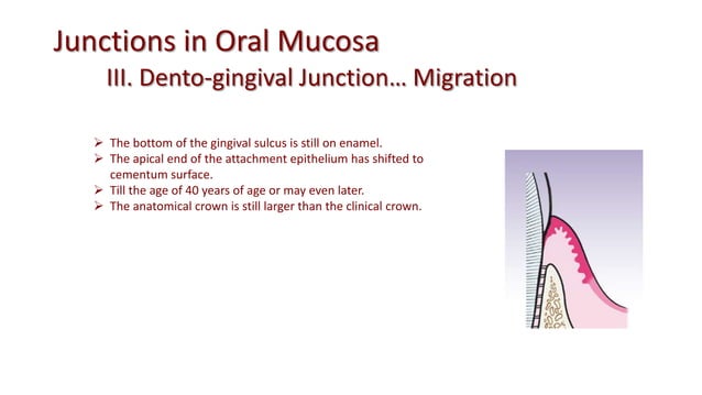 Junctions in oral mucosa | PPTX | Dental Health | Diseases and Conditions