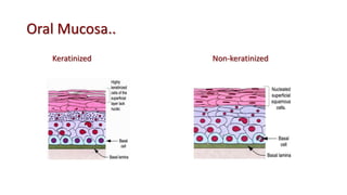 Junctions in oral mucosa | PPTX