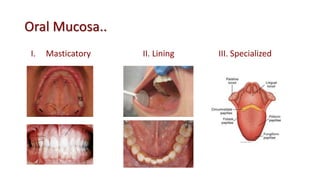 Junctions in oral mucosa | PPTX
