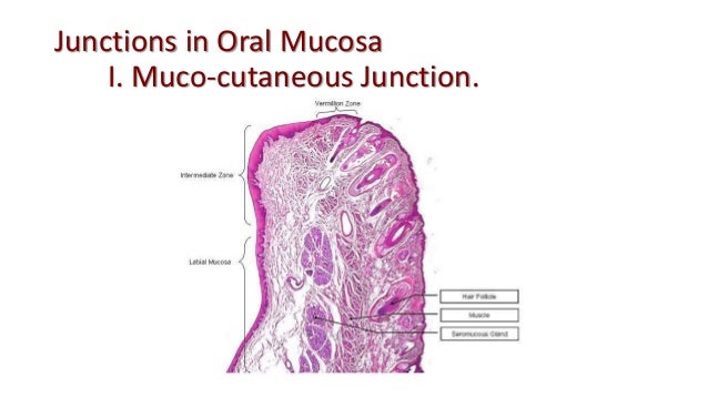 Junctions in oral mucosa