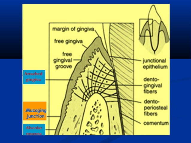 Junctions in the oral mucosa | PPT