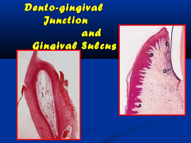 Junctions in the oral mucosa | PPT
