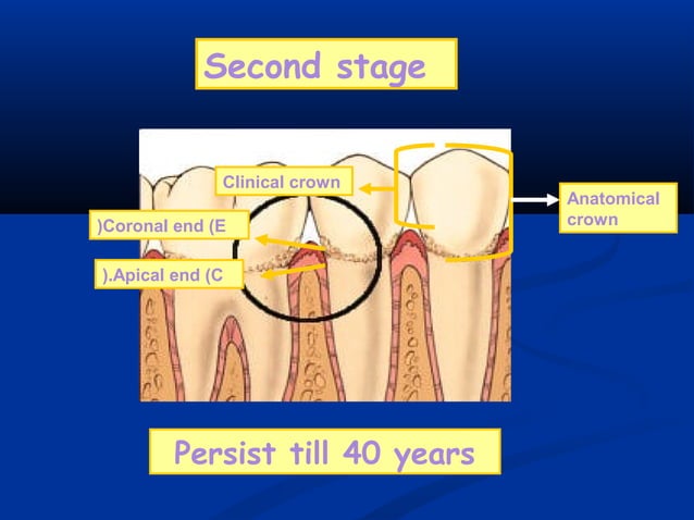 Junctions in the oral mucosa | PPT