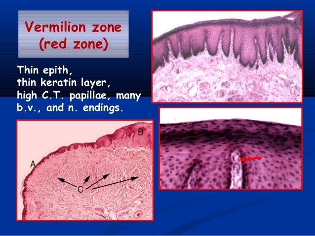 Junctions in the oral mucosa