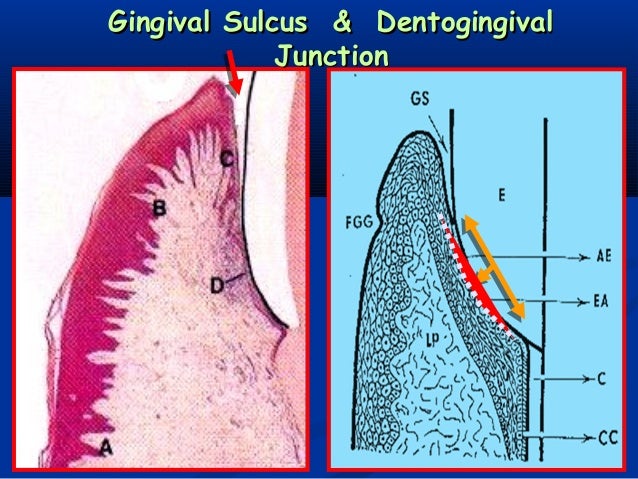 Junctions in the oral mucosa