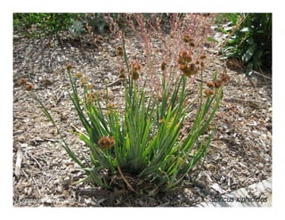 Juncus xiphioides web show | PDF