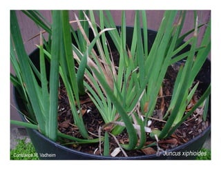 Juncus xiphioides web show | PDF