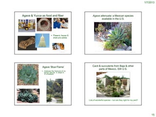 Native Succulents - notes | PDF