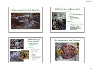 Native Succulents - notes | PDF