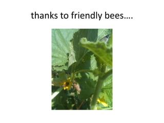 June 2011 slideshow | PPT