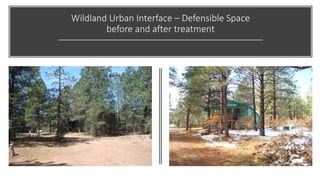 Forest Management & Why It's Important | PPTX