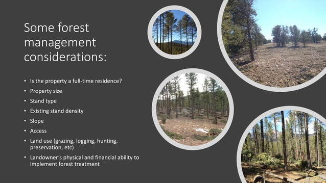 Forest Management & Why It's Important | PPT