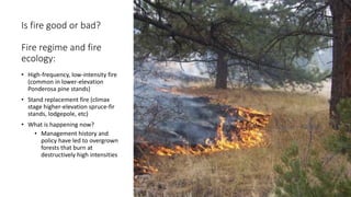 Forest Management & Why It's Important | PPTX