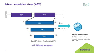 Unveiling the Potential of your AAV Gene Therapy: Orthogonal methods to ...