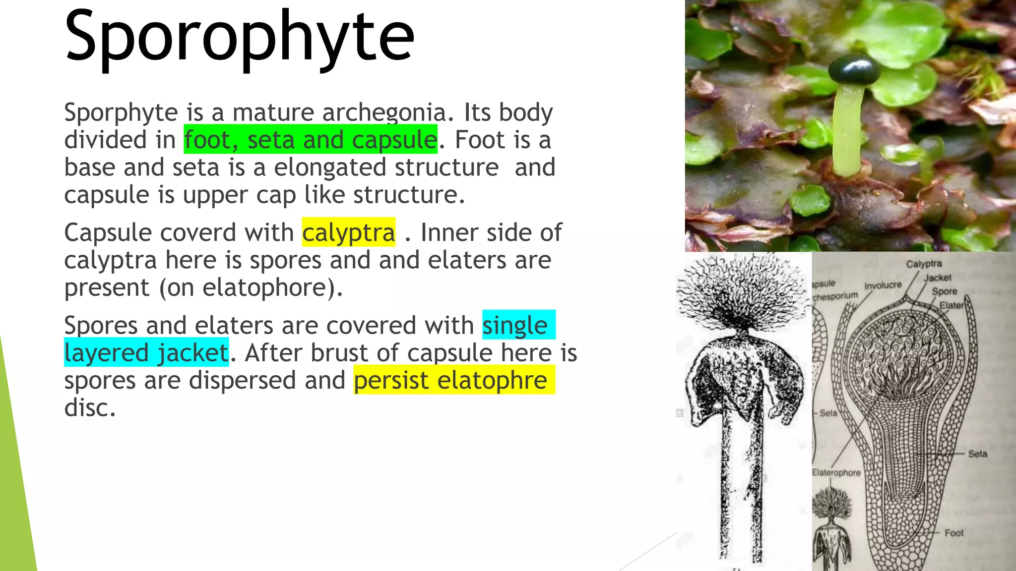 PELLIA LIFE CYCLE | PPTX