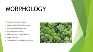 PELLIA LIFE CYCLE | PPTX