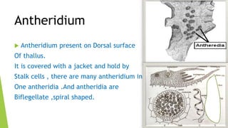 PELLIA LIFE CYCLE | PPTX | Gardening | Home & Garden