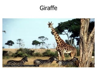 Jungle Animals | PPT