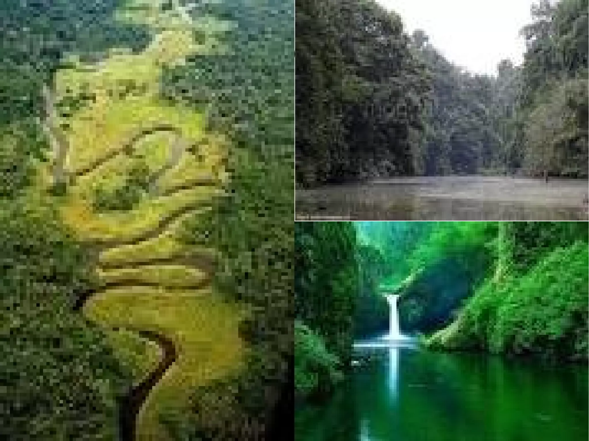 Jungle ecosystem | ODP