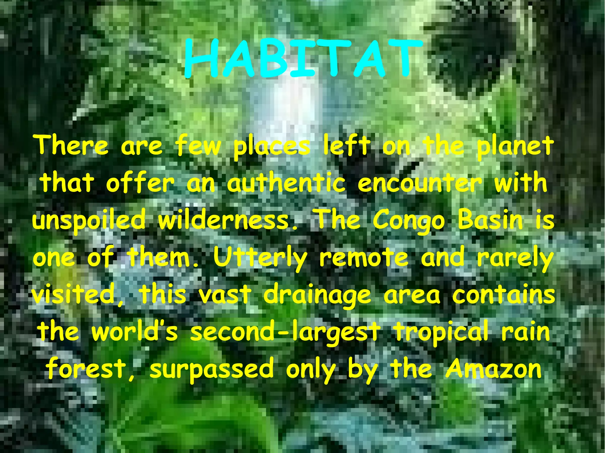 Jungle ecosystem | ODP