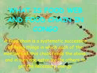 Jungle ecosystem | ODP