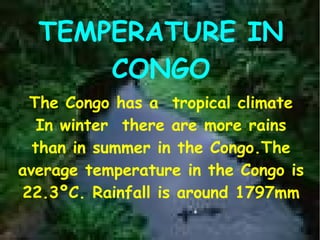 Jungle ecosystem | ODP