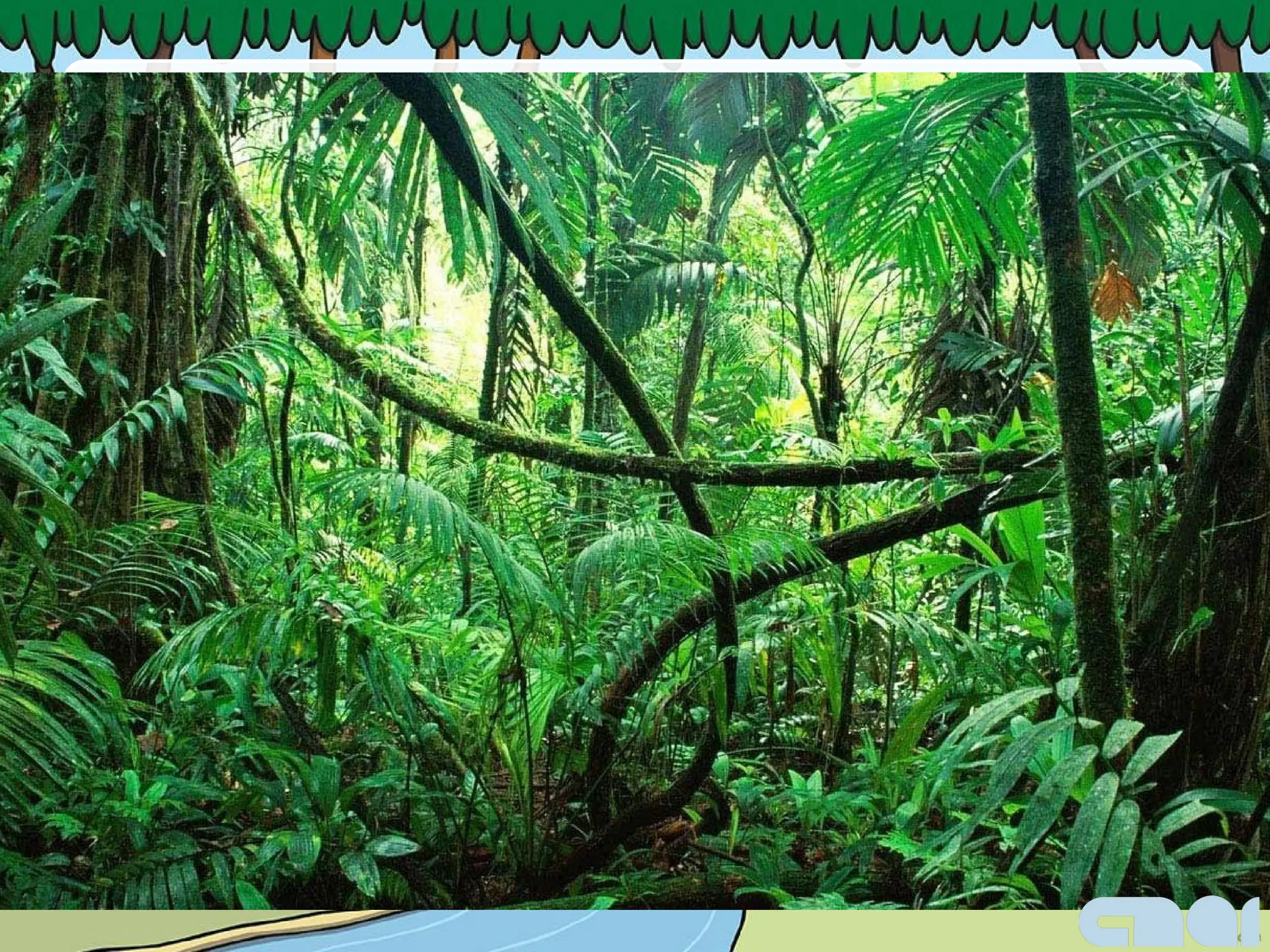 Jungle facts pptx-to prhhhhhhhhoject.pptx