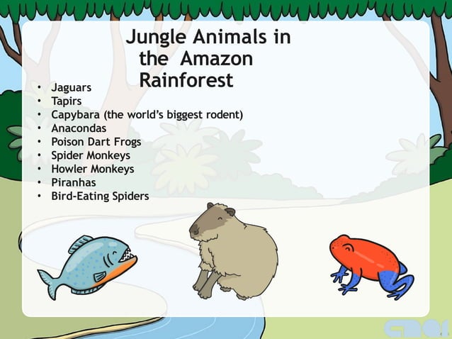 Jungle facts pptx-to prhhhhhhhhoject.pptx