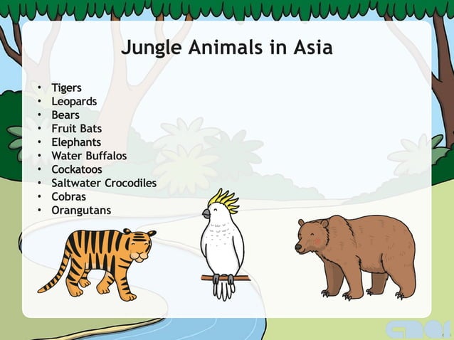 Jungle facts pptx-to prhhhhhhhhoject.pptx