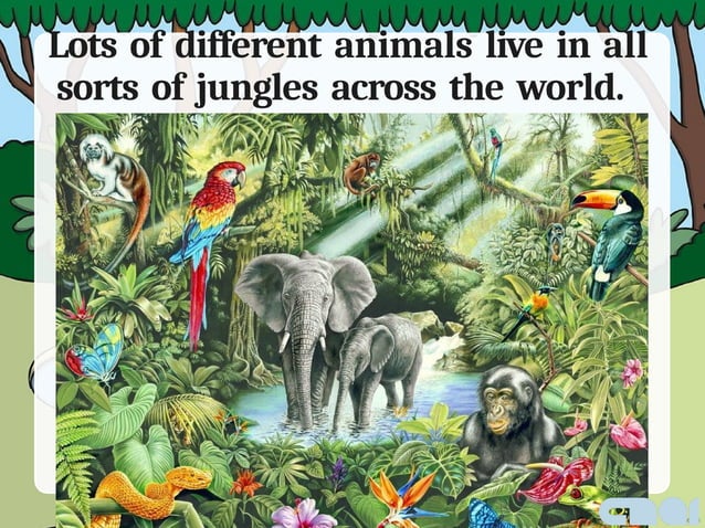 Jungle facts pptx-to prhhhhhhhhoject.pptx