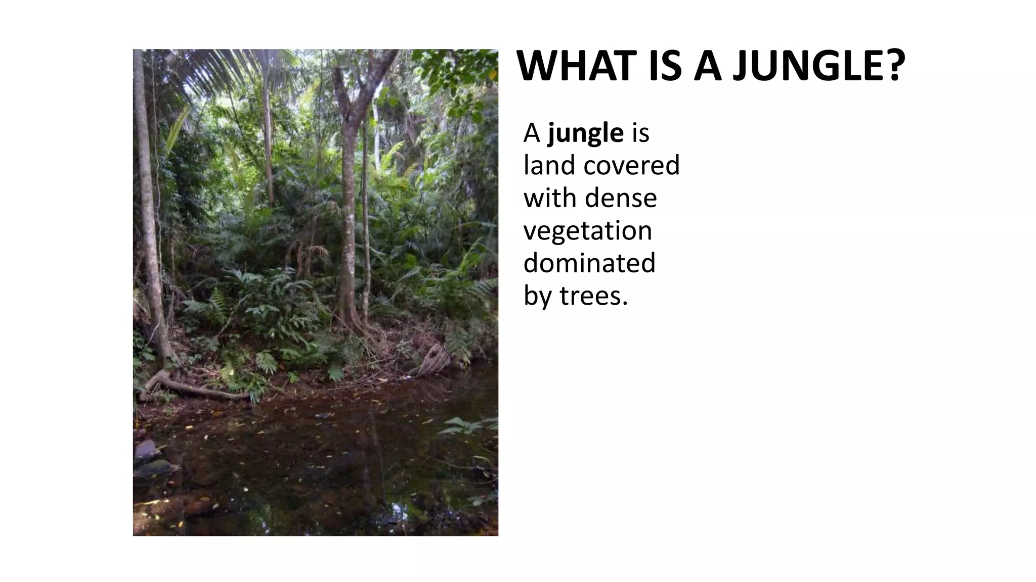 GEOGRAPHY YEAR 9 - JUNGLES | PPT