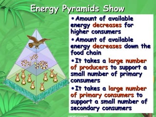 Understanding Energy Flow in Ecosystems: Food Chains, Webs, and ...