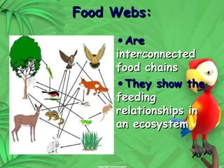 Understanding Energy Flow in Ecosystems: Food Chains, Webs, and ...