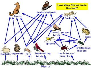 Understanding Energy Flow in Ecosystems: Food Chains, Webs, and ...