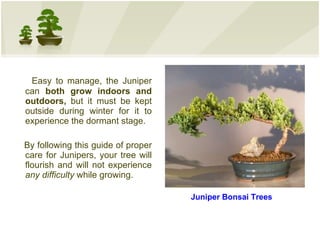 How to Take Care of Your Juniper Bonsai | PPT