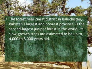 Junipers in danger (ziarat) | PPTX
