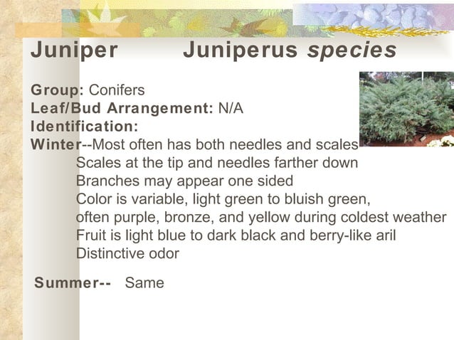 Juniper show | PPT
