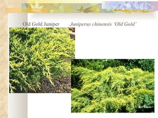 Juniper show | PPT | Gardening | Home & Garden