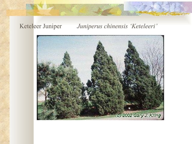 Juniper show | PPT | Gardening | Home & Garden