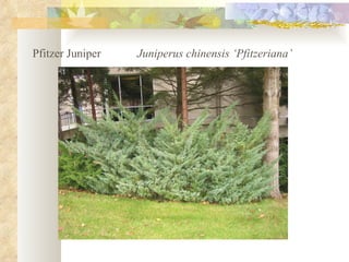 Juniper show | PPT