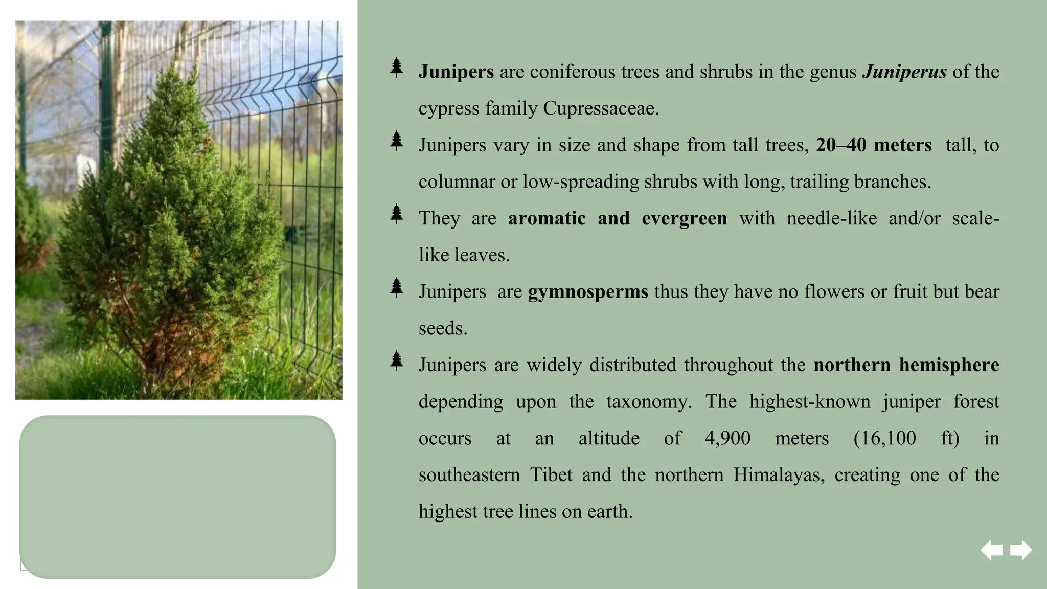 JUNIPERUS SPECIES PRESENTATION | PPTX | Gardening | Home & Garden